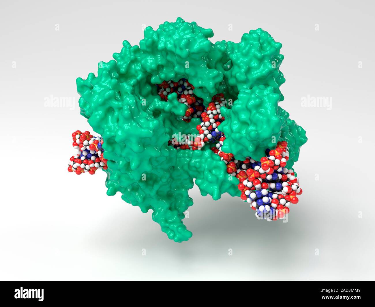 CRISPR-Cas9 gene editing complex. Computer illustration showing the ...