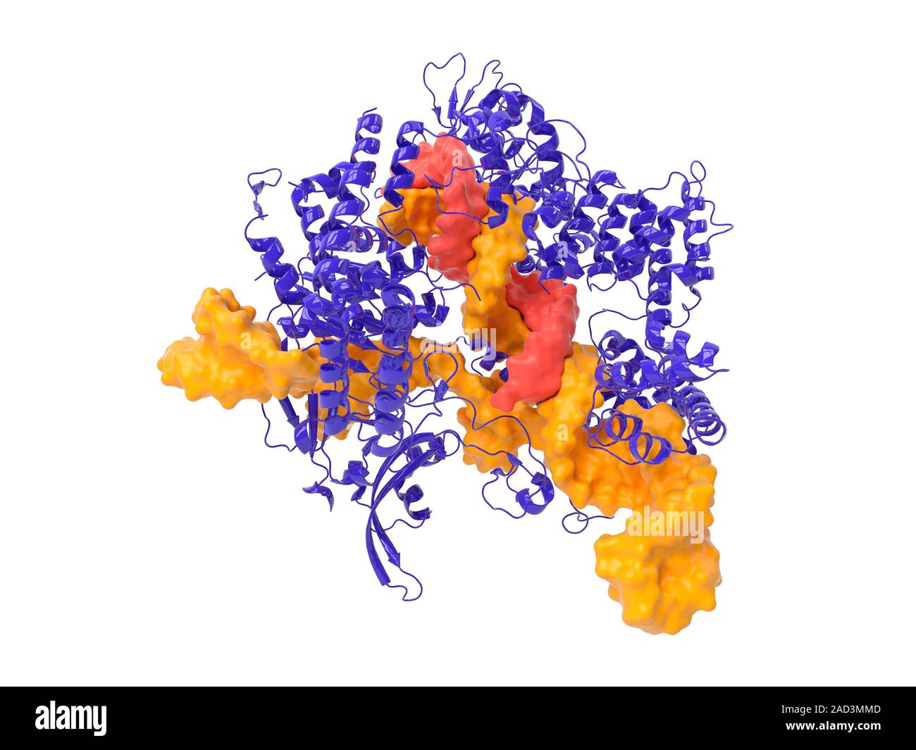 CRISPR-Cas9 gene editing complex. Computer illustration showing the ...