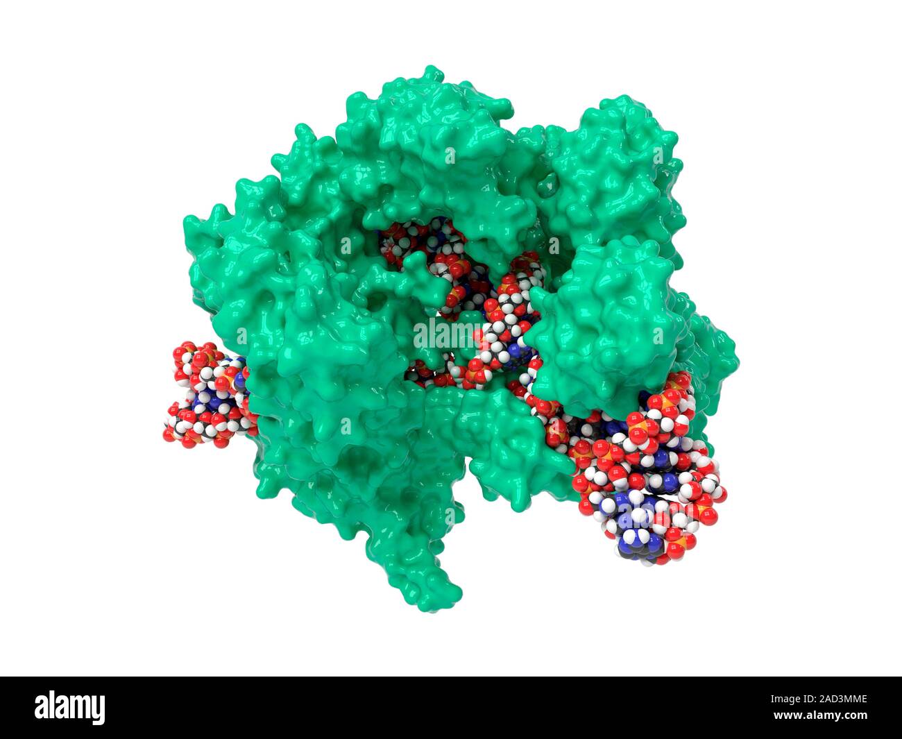 CRISPR-Cas9 gene editing complex. Computer illustration showing the ...