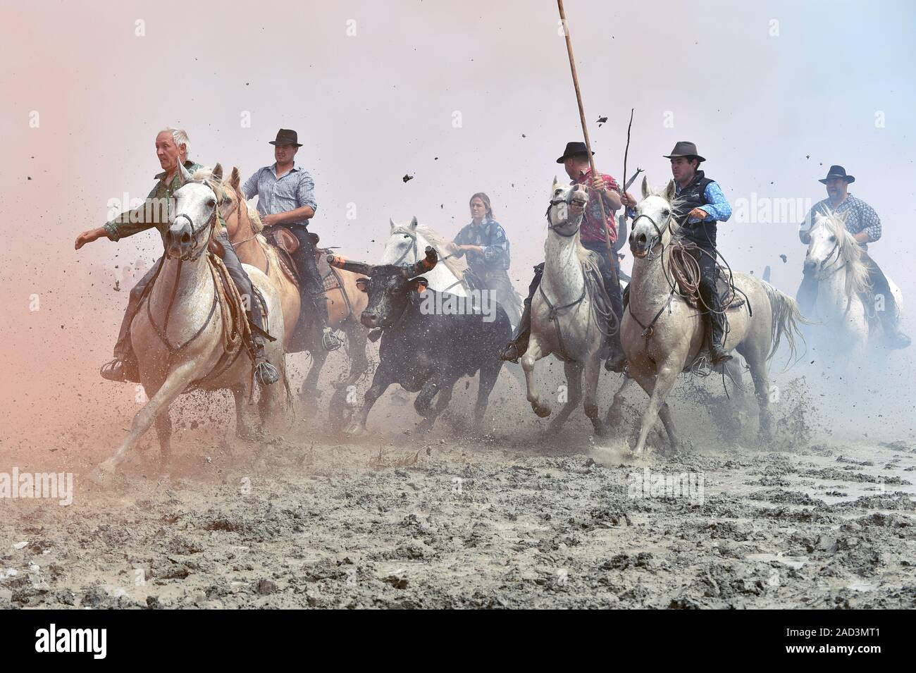 Camargue cowboys on their horses herding a bull. The Camargue horse is ...