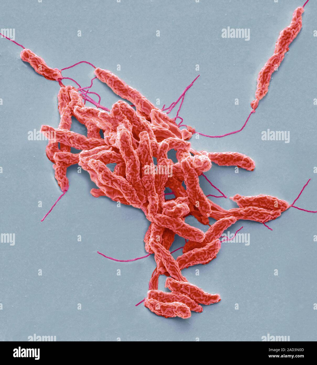 Campylobacter jejuni bacteria. Coloured scanning electron micrograph ...