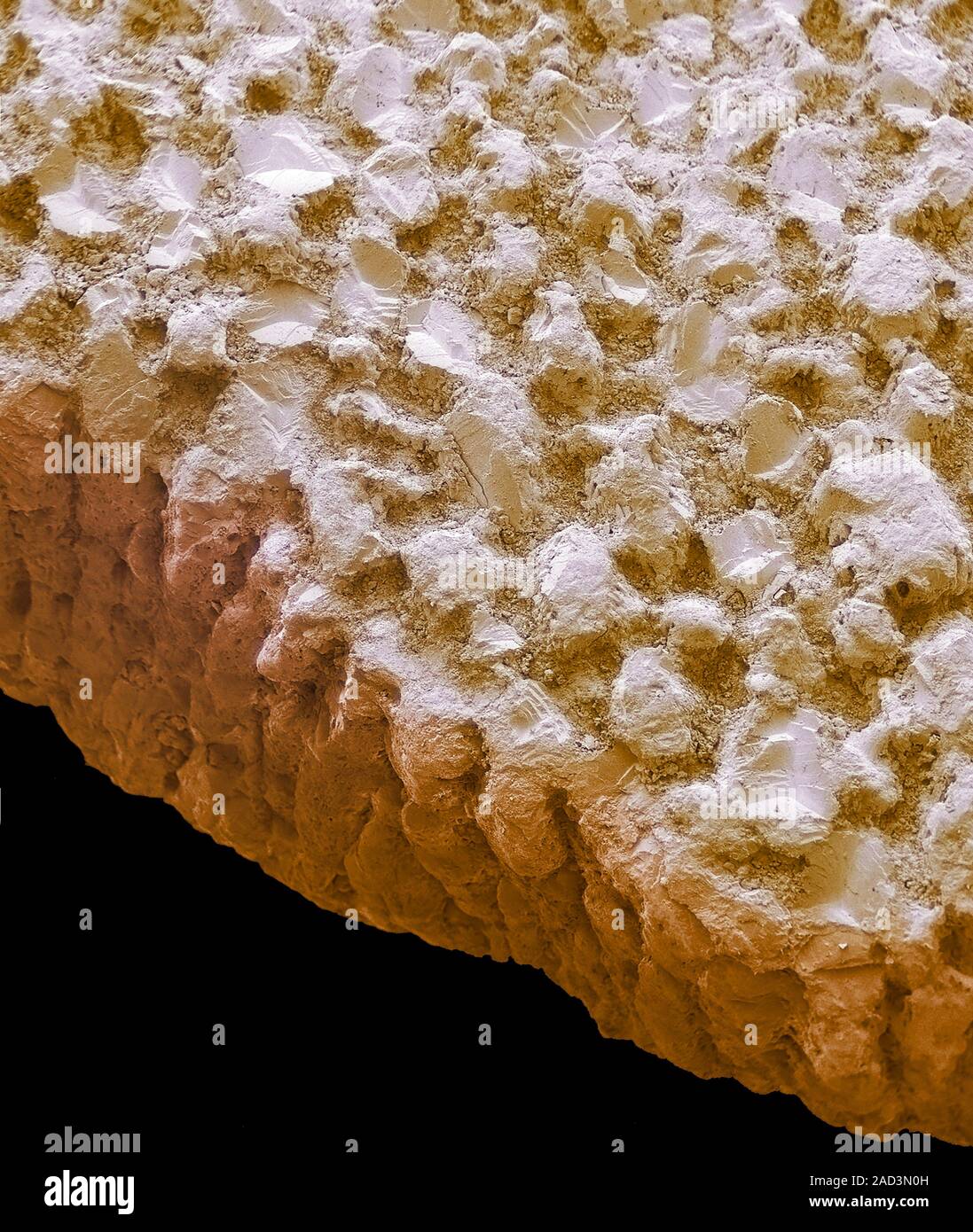 Fossil Dinosaur eggshell. Coloured scanning electron micrograph (SEM ...