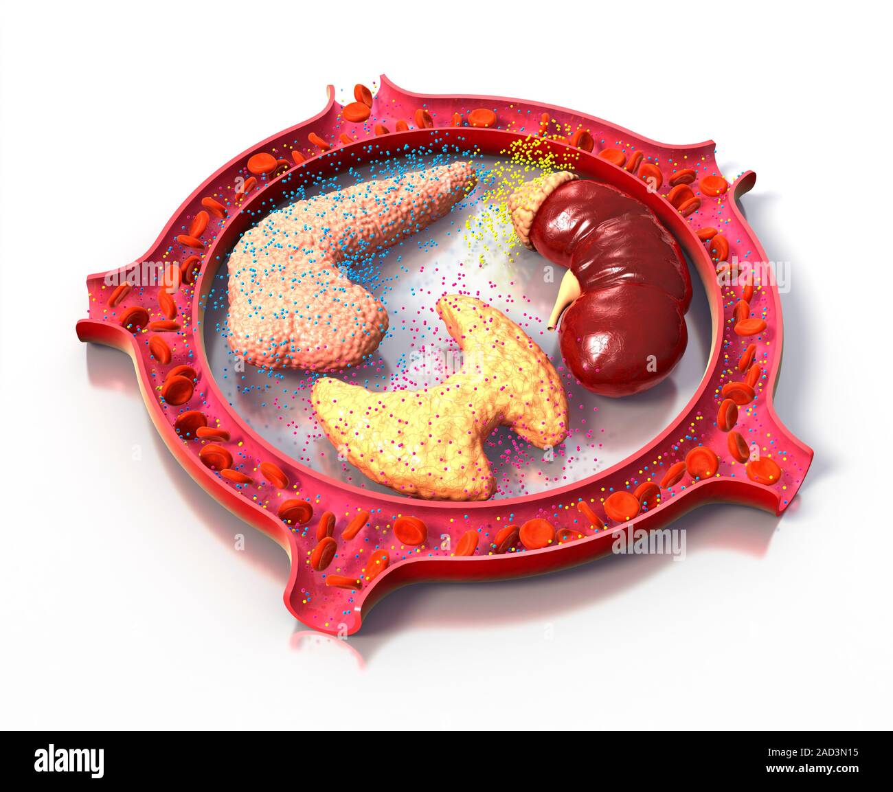 Endocrine system. Conceptual illustration of the endocrine system ...