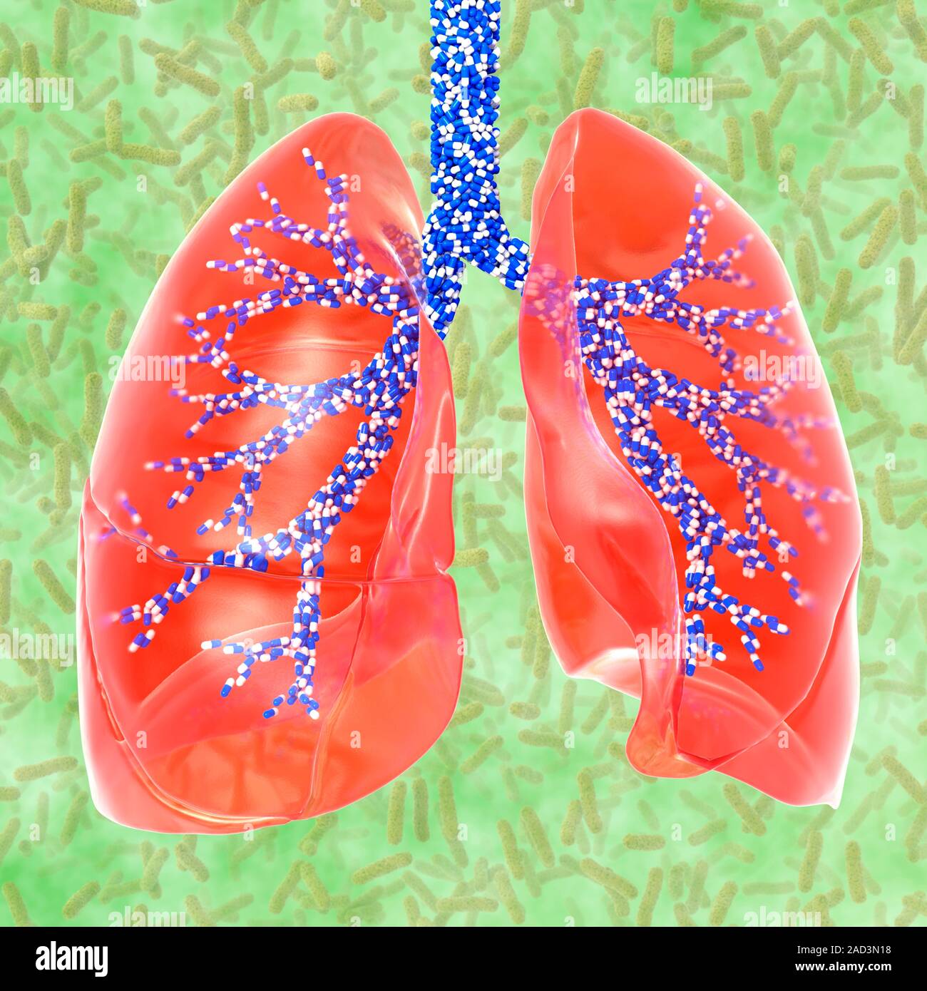 Respiratory medicine. Conceptual illustration showing human lungs with ...