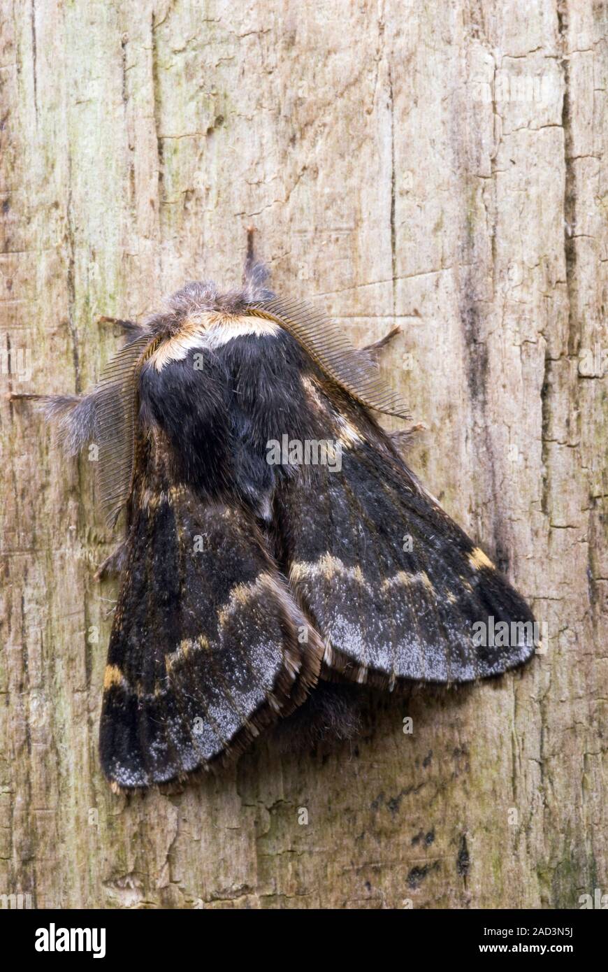 December moth (Poecilocampa populi) resting on a wood surface. This ...
