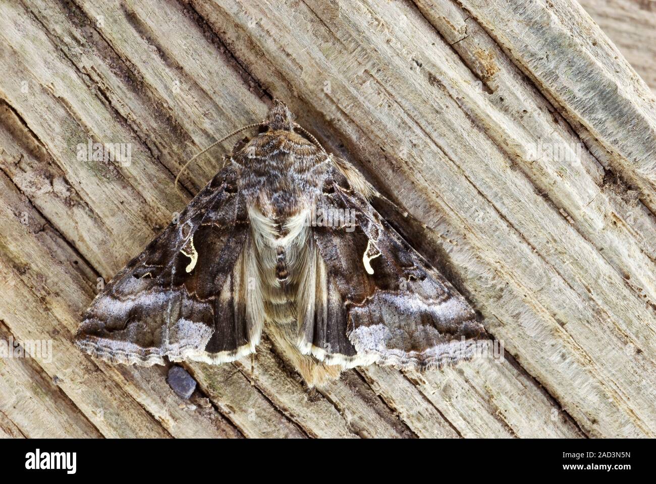Silver Y moth (Autographa gamma) resting on a wood surface. This ...