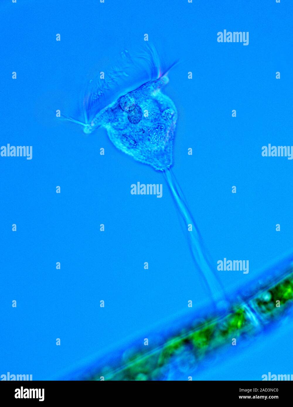 Vorticella protozoan. Polarised light micrograph of a single Vorticella ... Vorticella protozoan. Polarised light micrograph of a single Vorticella ...