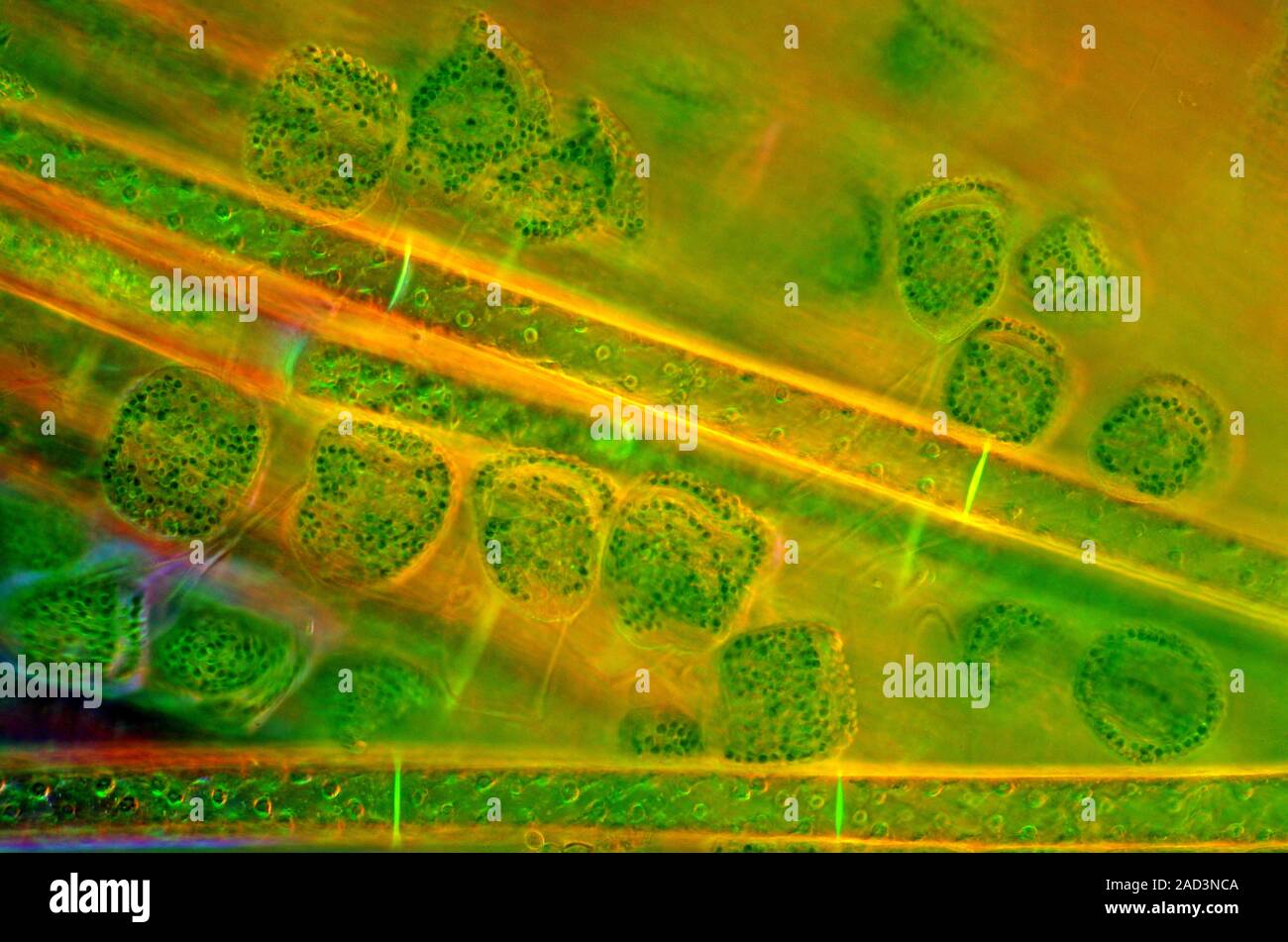 Diatoms and Spirogyra algae. Darkfield illuminated polarised light ...