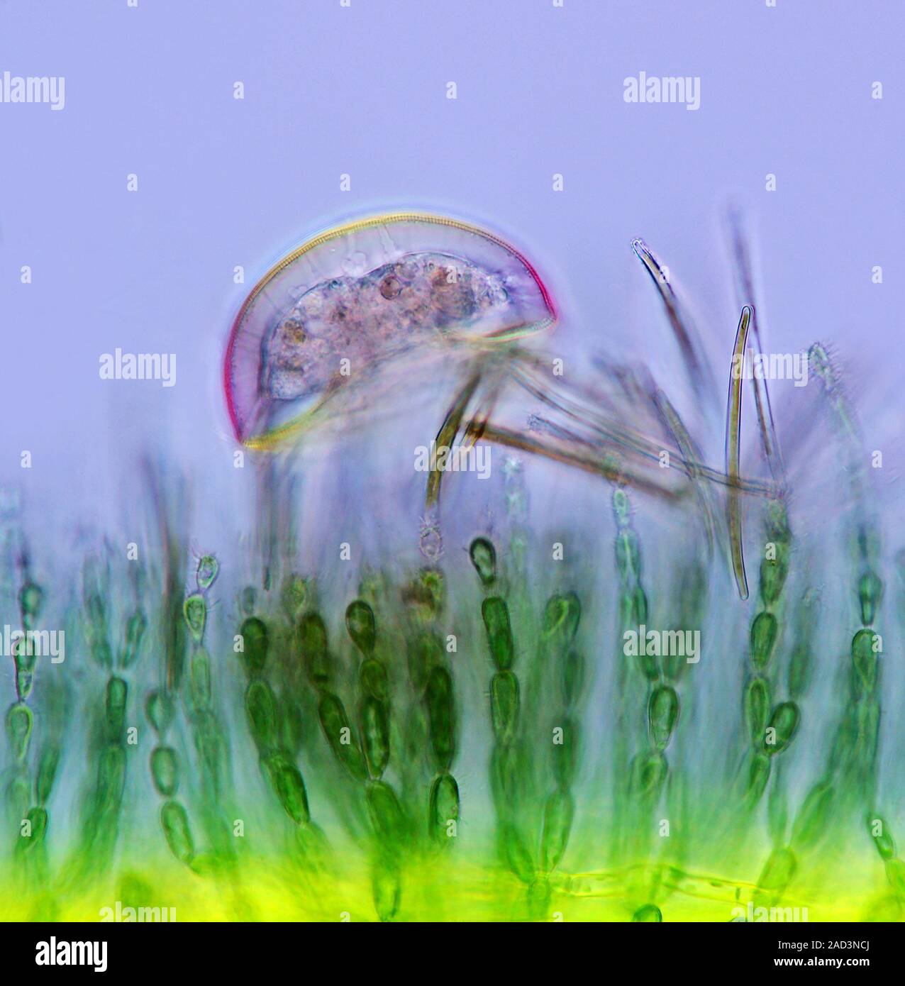 Amoeba, diatoms and red algae. Polarised light micrograph of Eunotia sp ...