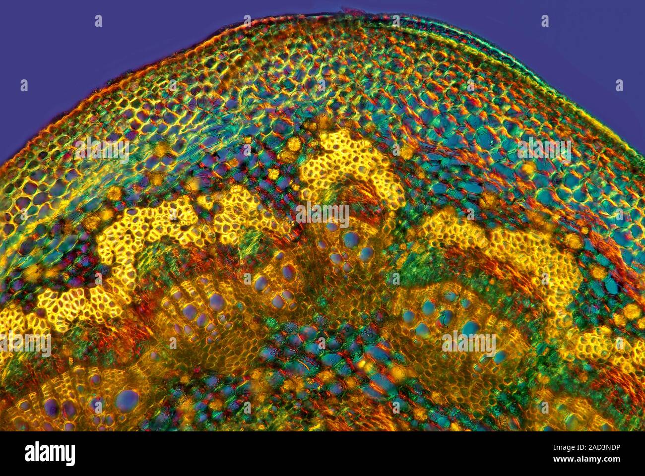 Oak leaf stalk. Polarised light micrograph of a transverse section ...