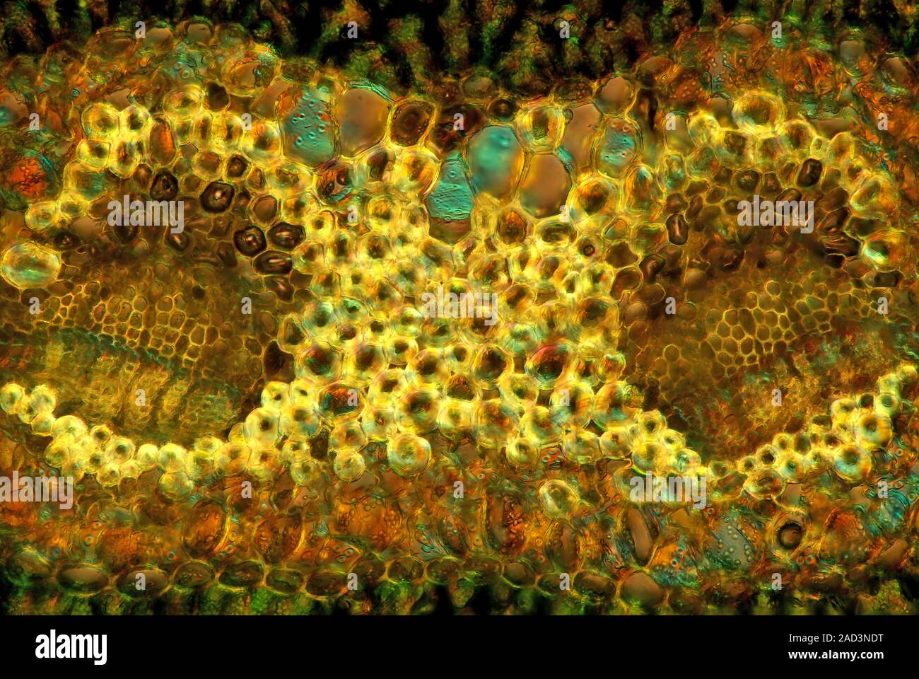 Pine needle. Polarised light micrograph of a transverse section through ...