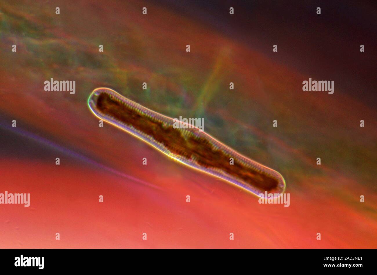 Diatom. Polarised light micrograph of a single diatom. Diatoms are ...