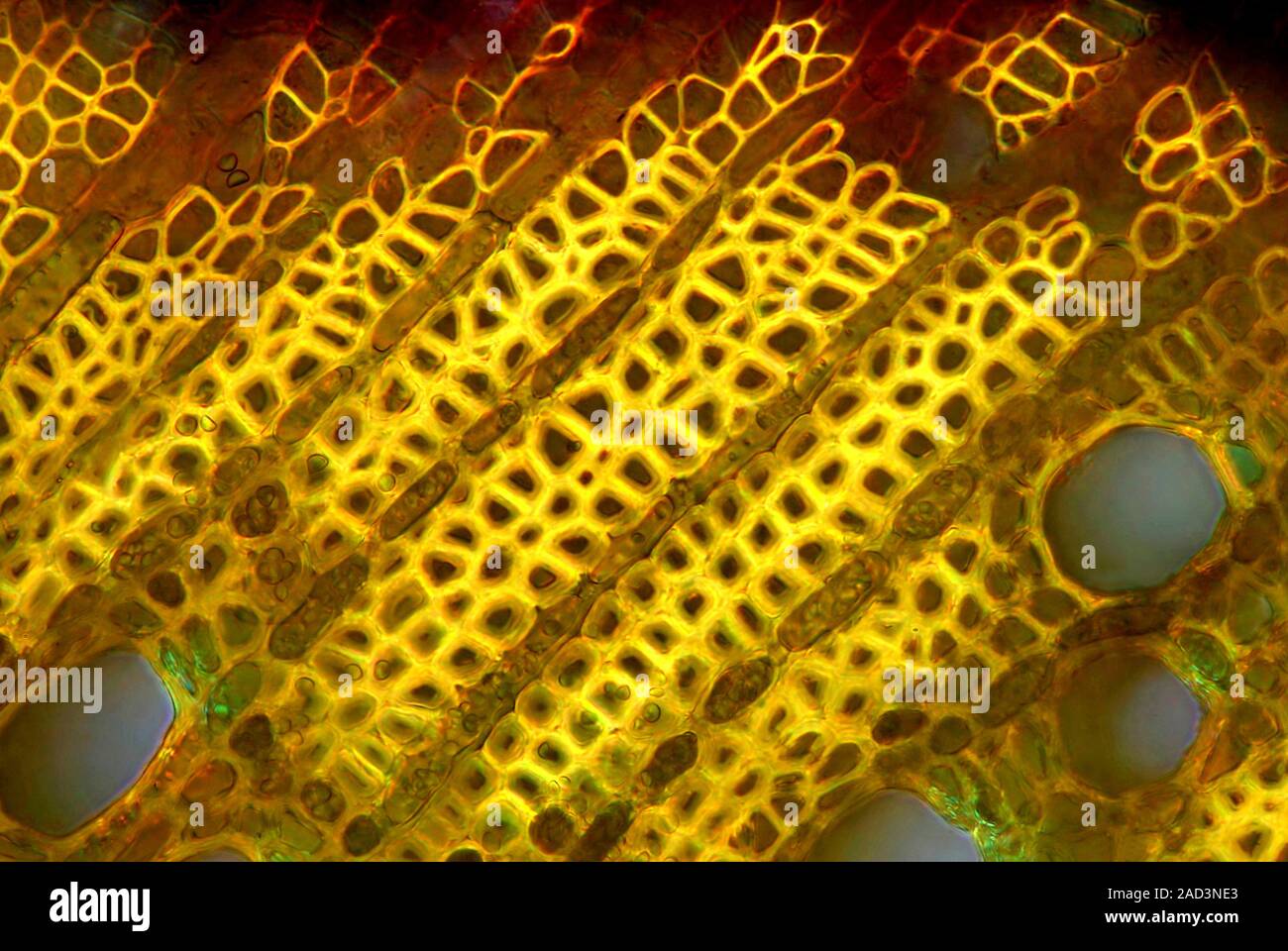 Oak leaf stalk. Polarised light micrograph of a transverse section ...