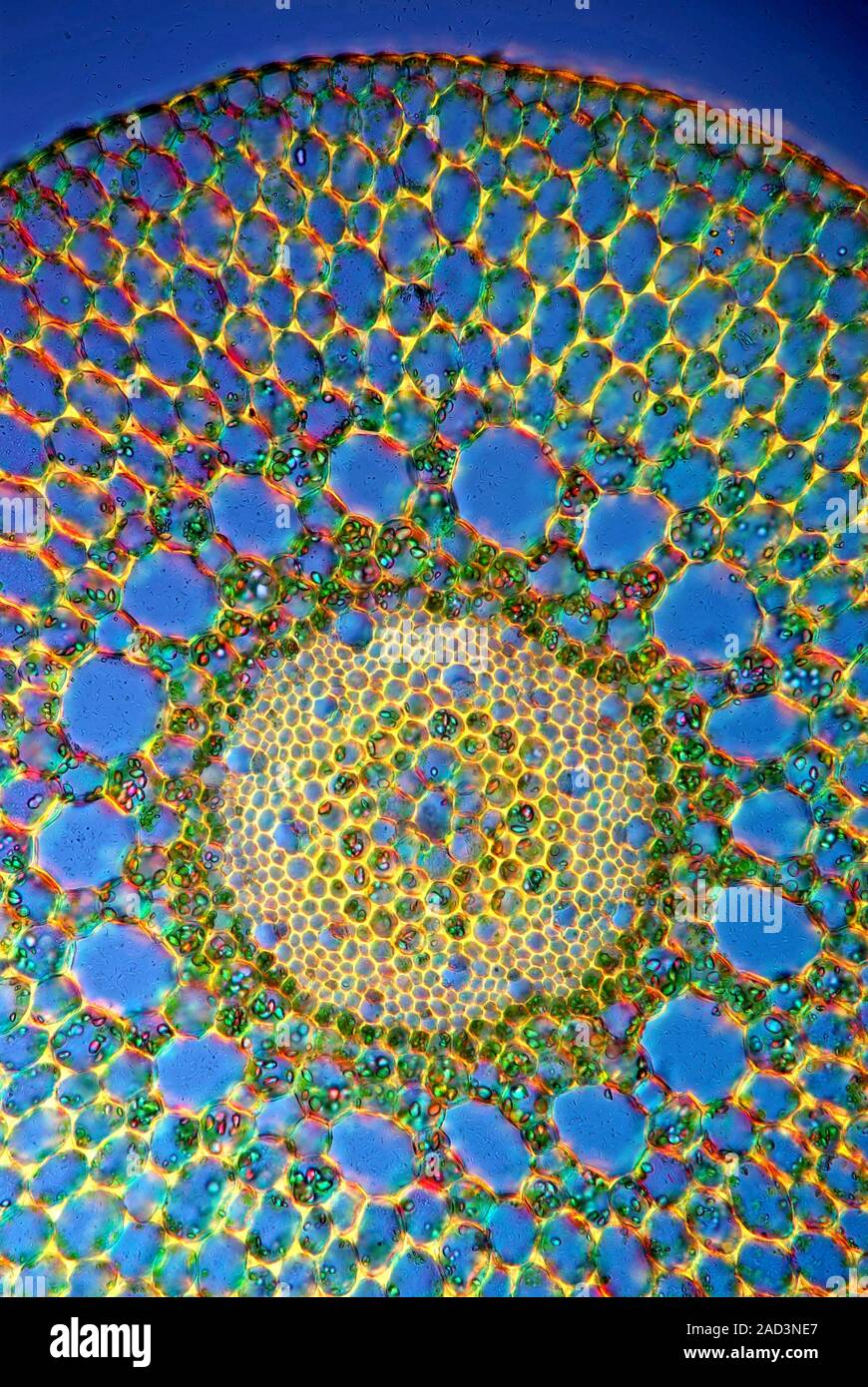 Watermilfoil stem. Polarised light micrograph of a transverse section ...