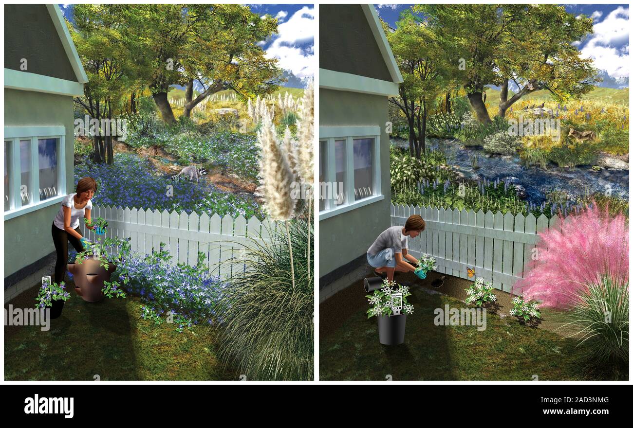 Invasive and non-invasive plants. Illustration of the differing impacts ...