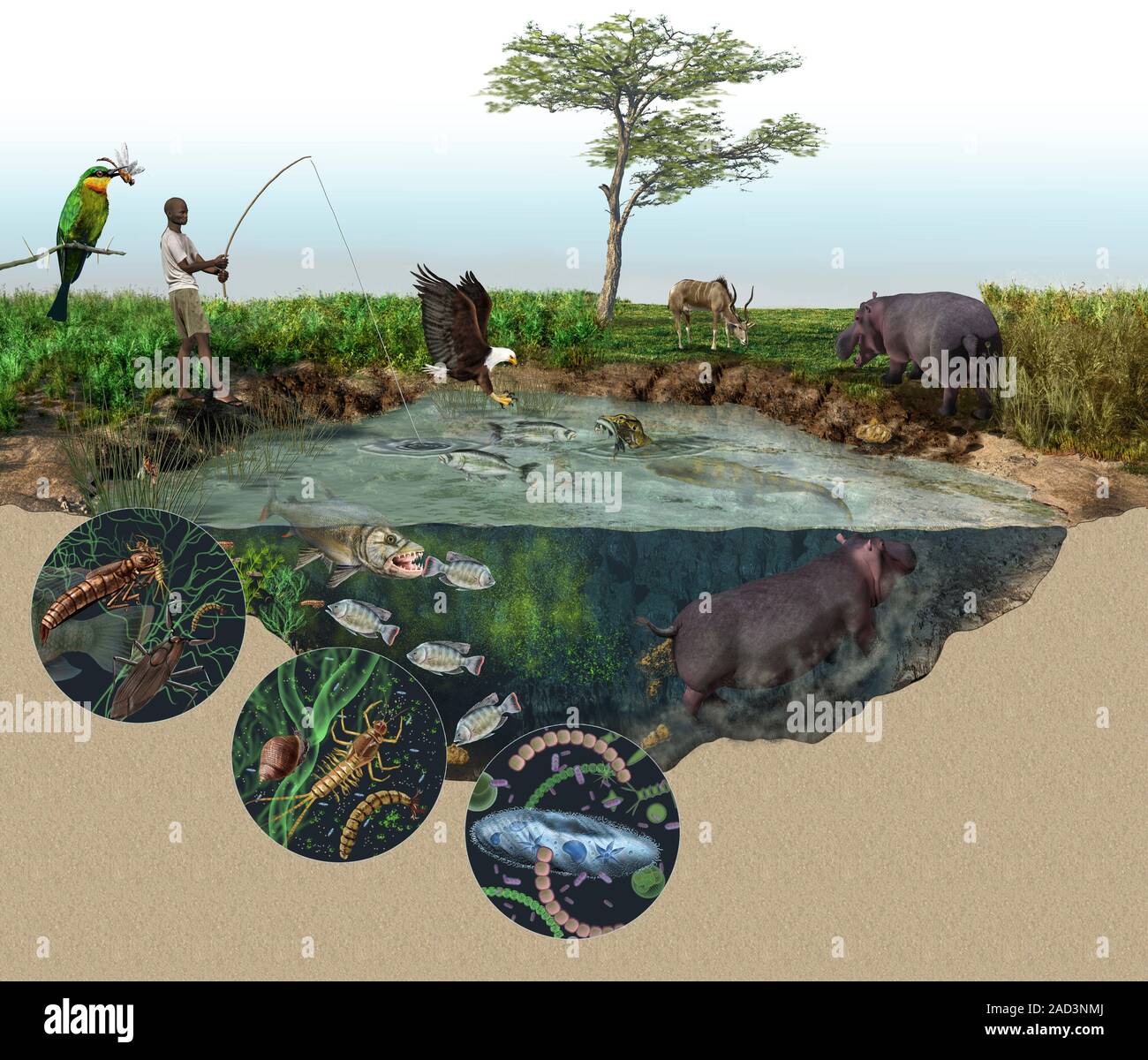 Hippopotamus ecological impact. Illustration of an African river ecosystem, showing the impact ...