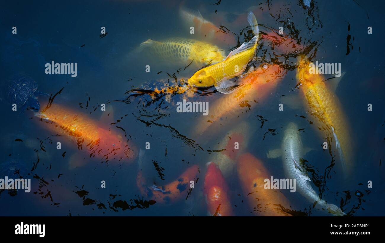 4k japanese fancy carp fish hi-res stock photography and images - Alamy