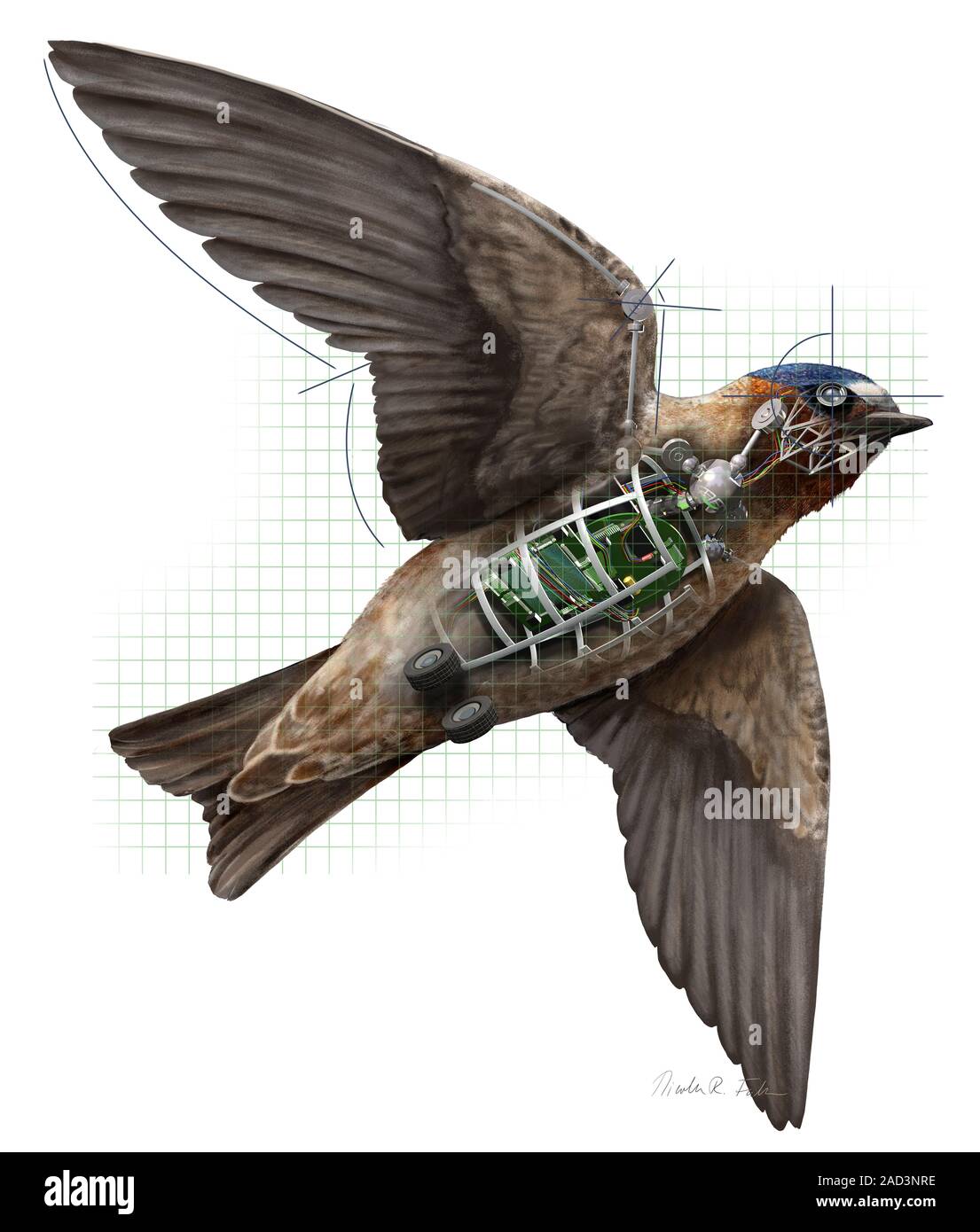 Swallow drone robotics. Illustration of a design for a robotic swallow ...