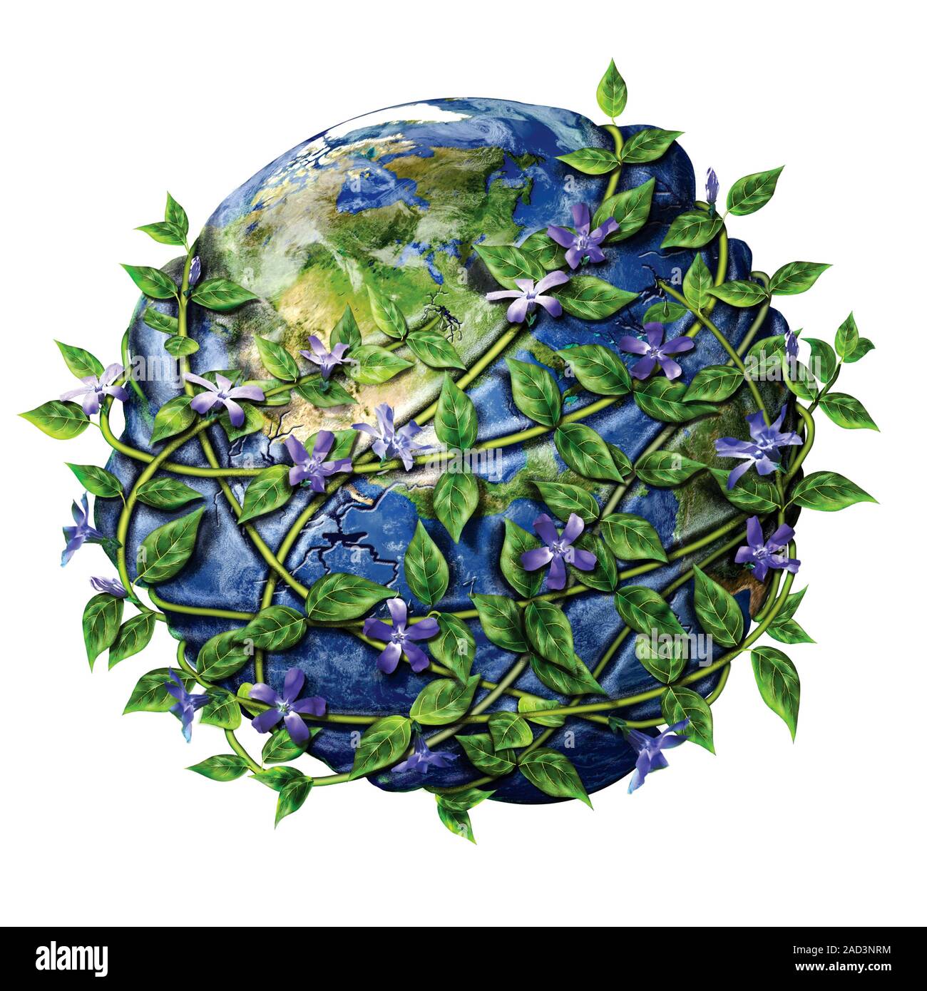 Invasive plants. Conceptual illustration of the invasive flowering ...