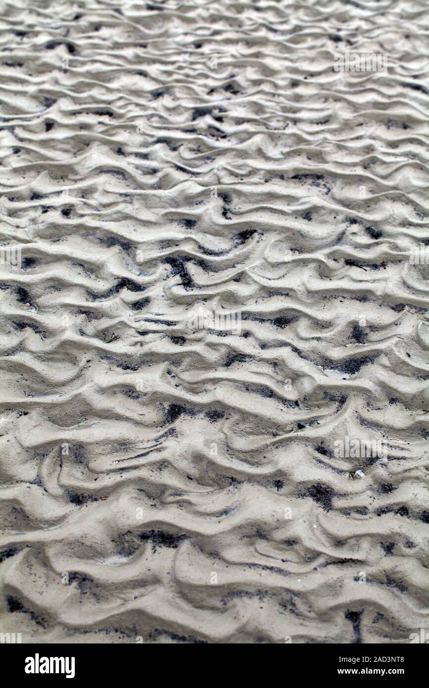 Sand ripples formed in a tidal flat environment along the Scheldt ...