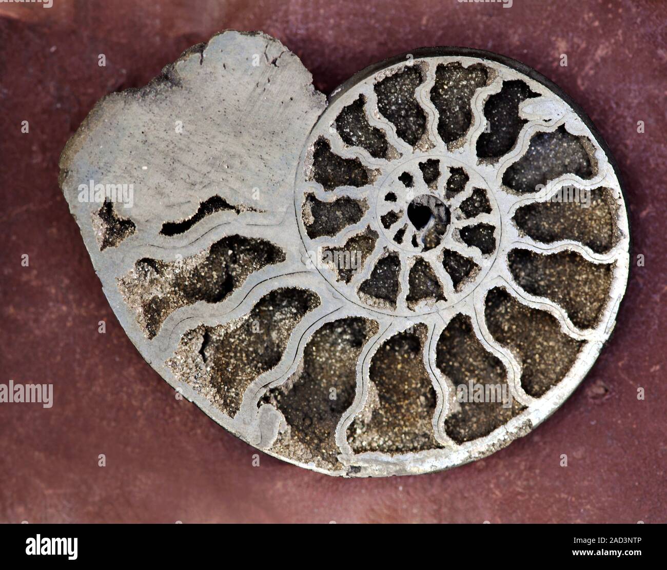 Shell of fossil ammonite sliced through the middle to expose the ...