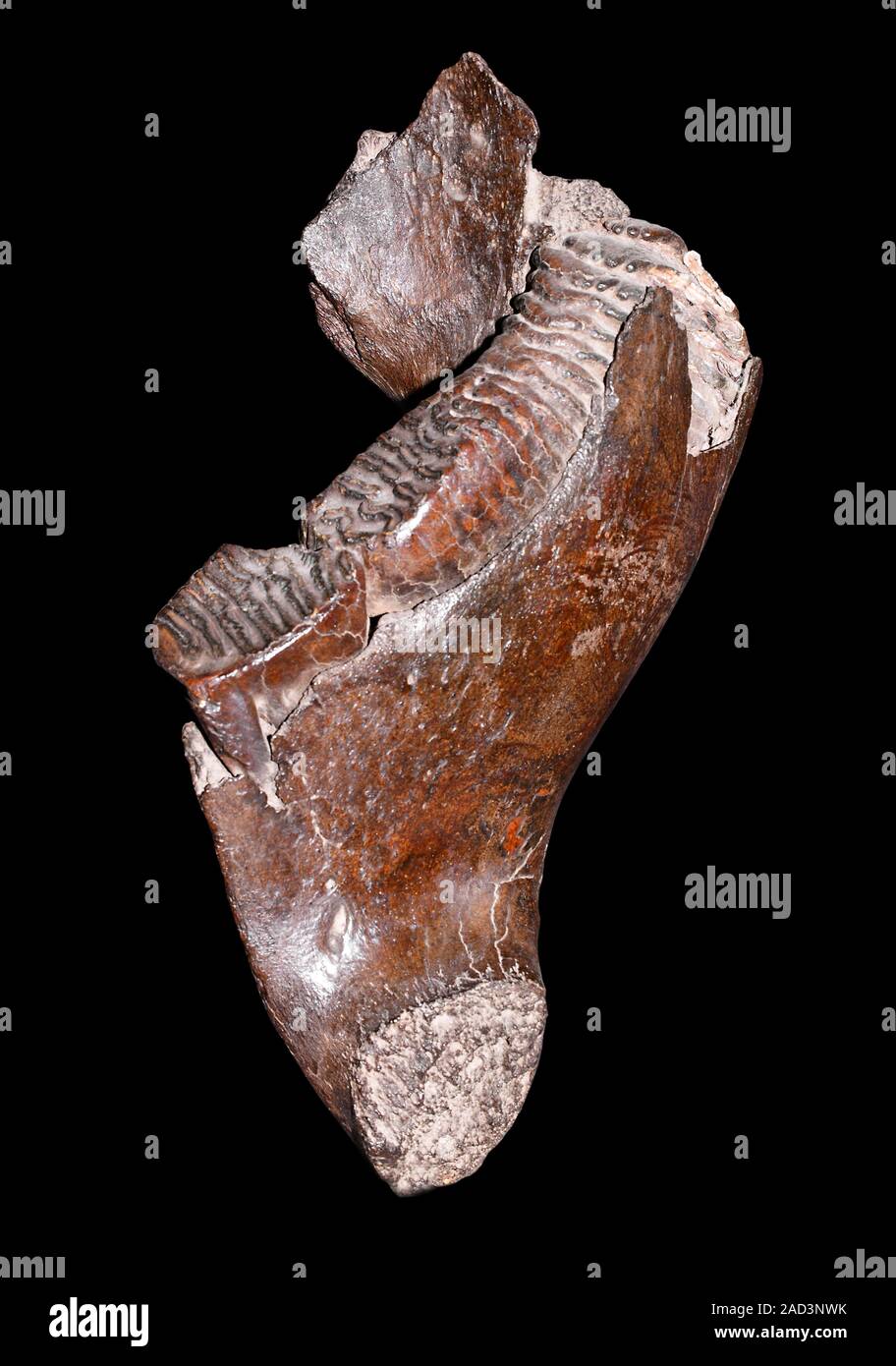 Fossil of the lower mandible from the jaw of a mammoth (Mammuthus sp ...