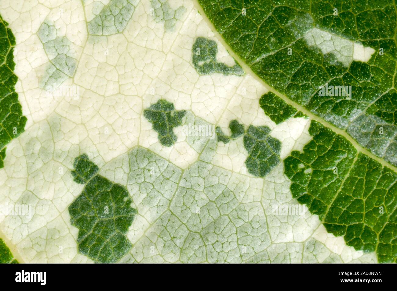 A leaf of the hybrid poplar, Populus x candicans 'Aurora'. The picture ...