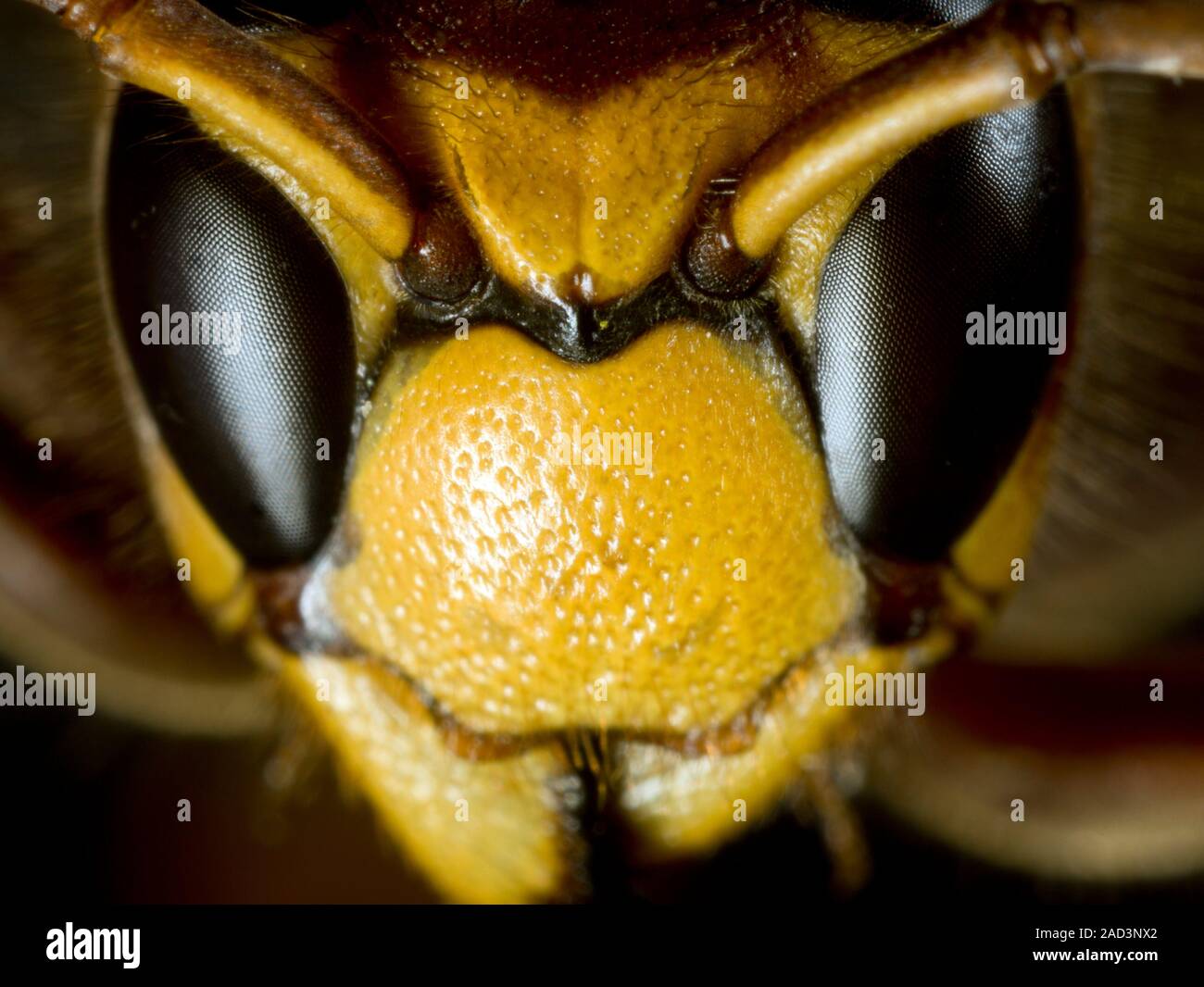 Head of a European Hornet, Vespa crabro. To either sdie of the head are ...
