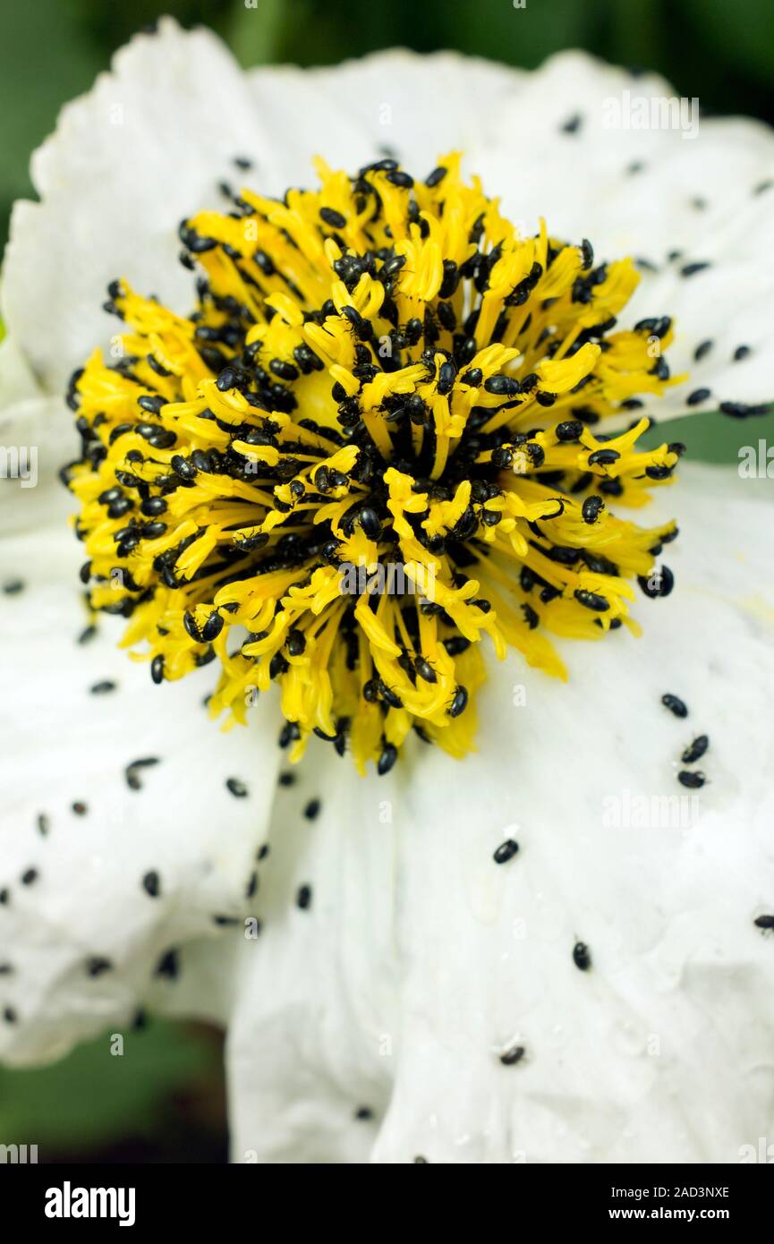 Pollen beetles on a flower of the tree poppy, Romneya coulteri. The ...