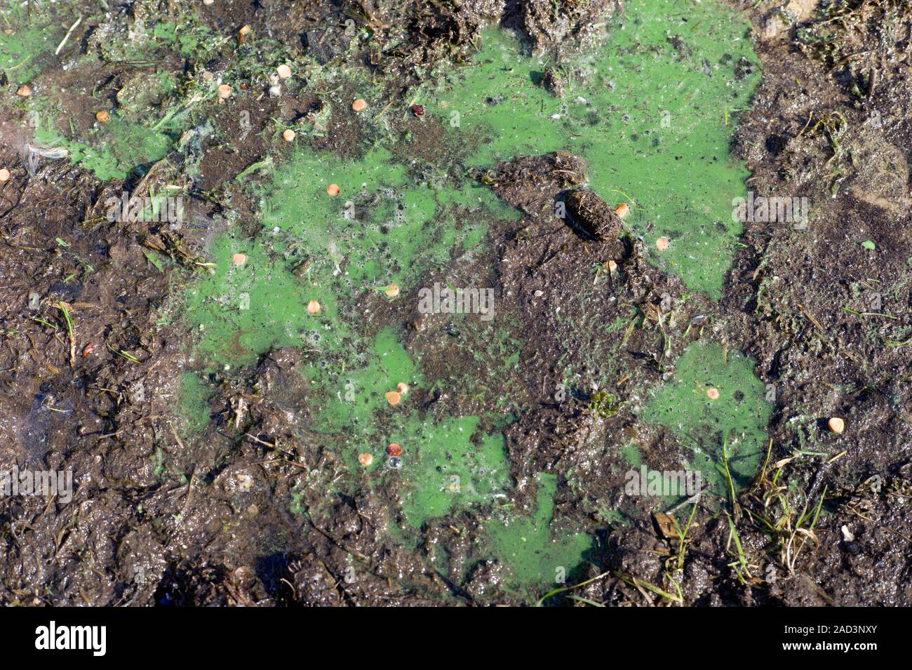 Cyanobacteria (blue-green algae) at the edge of a eutrophic lake. The ...