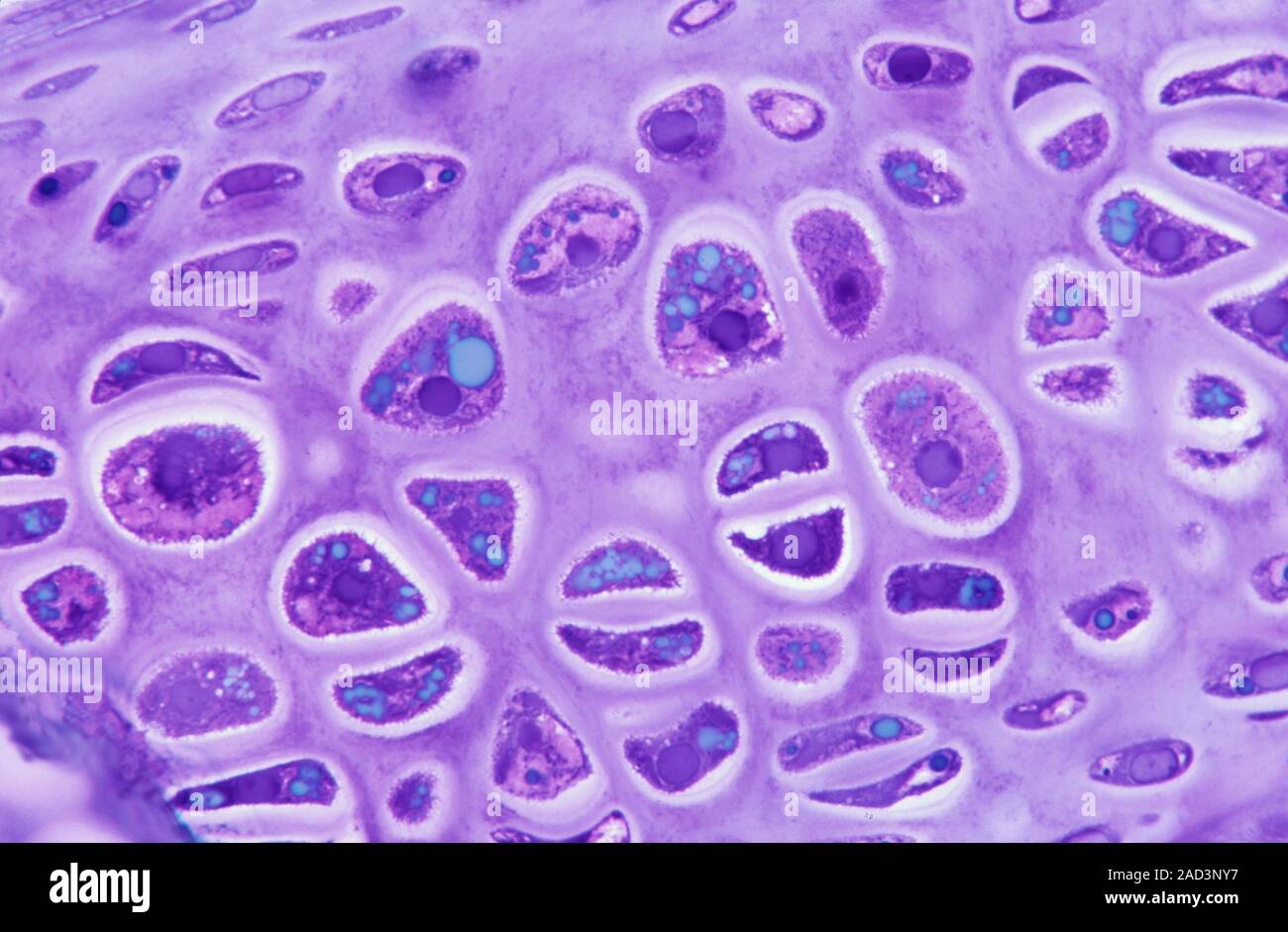 Cartilage Under Microscope