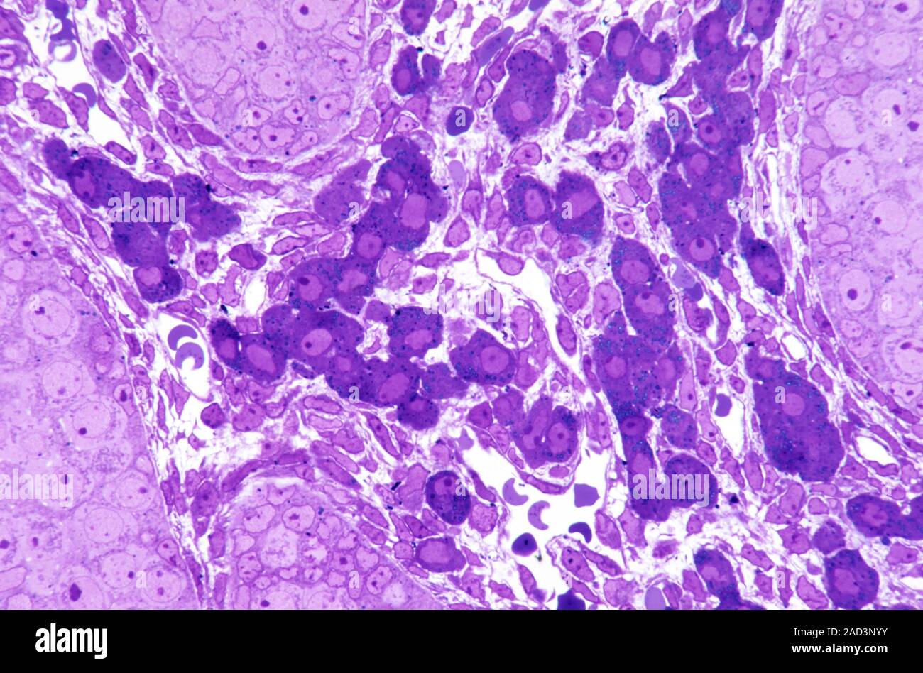 Light microscopy of fetal testis showing intertubular region with ...