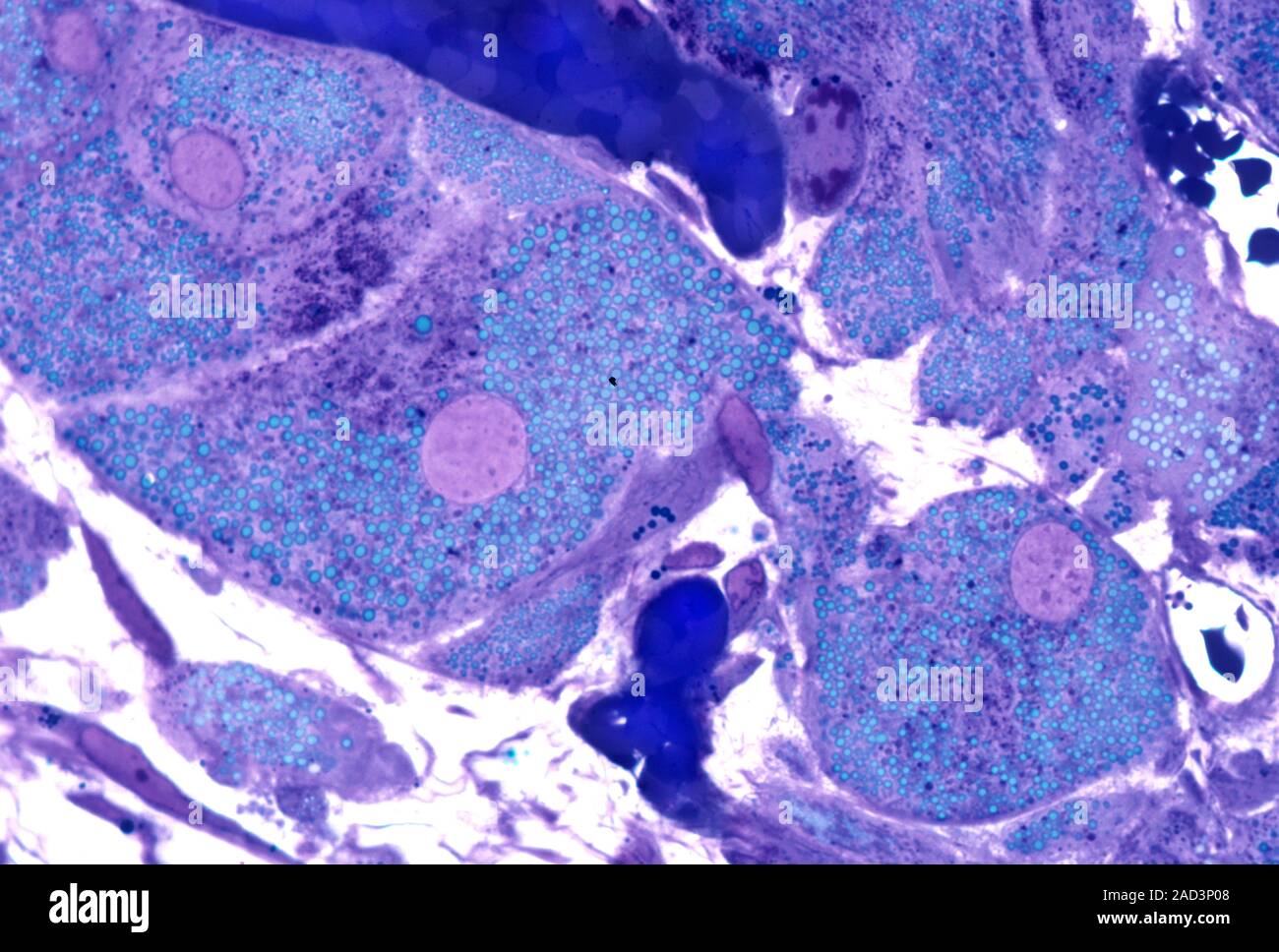 Light microscopy of luteal cells of the corpus luteum of the ovary. The ...