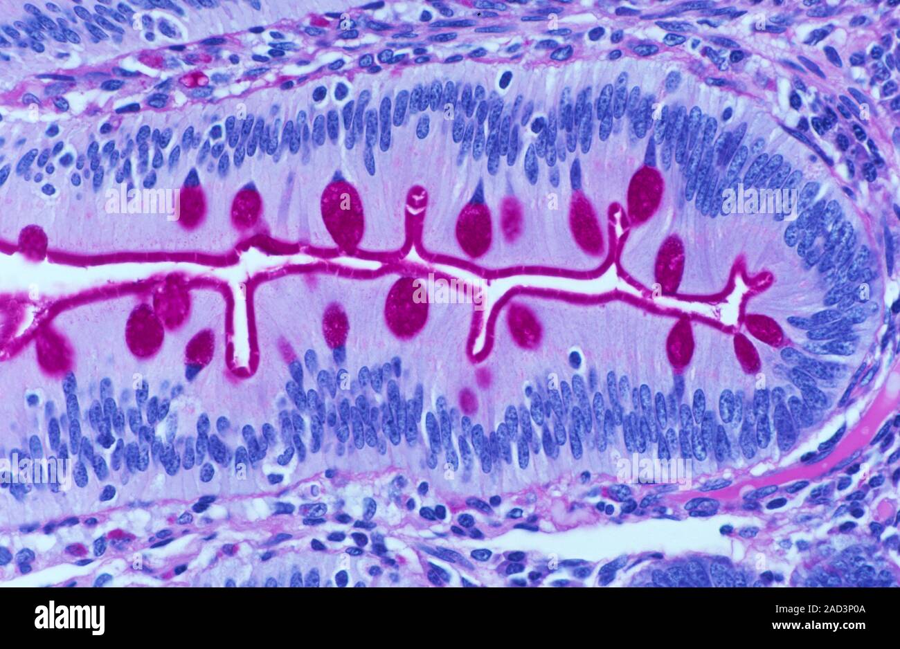 Light microscopy of the epithelium lining the inner surface of the ...