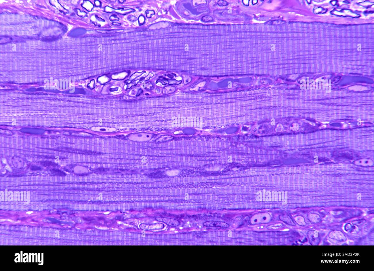 Light microscopy of skeletal muscle fibres seen in longitudinal section ...