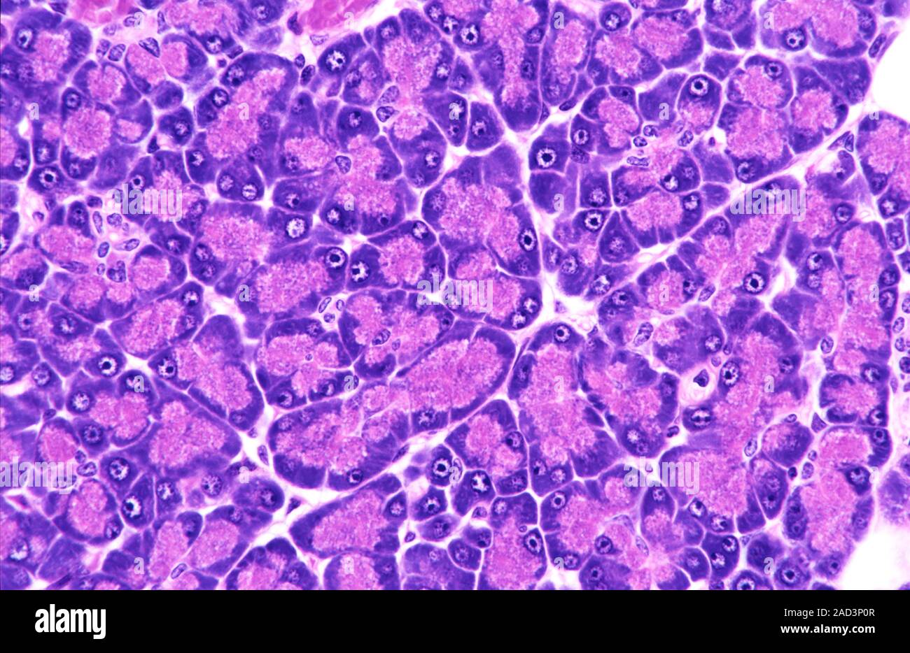 Light microscopy of pancreatic exocrine cells forming glandular ...