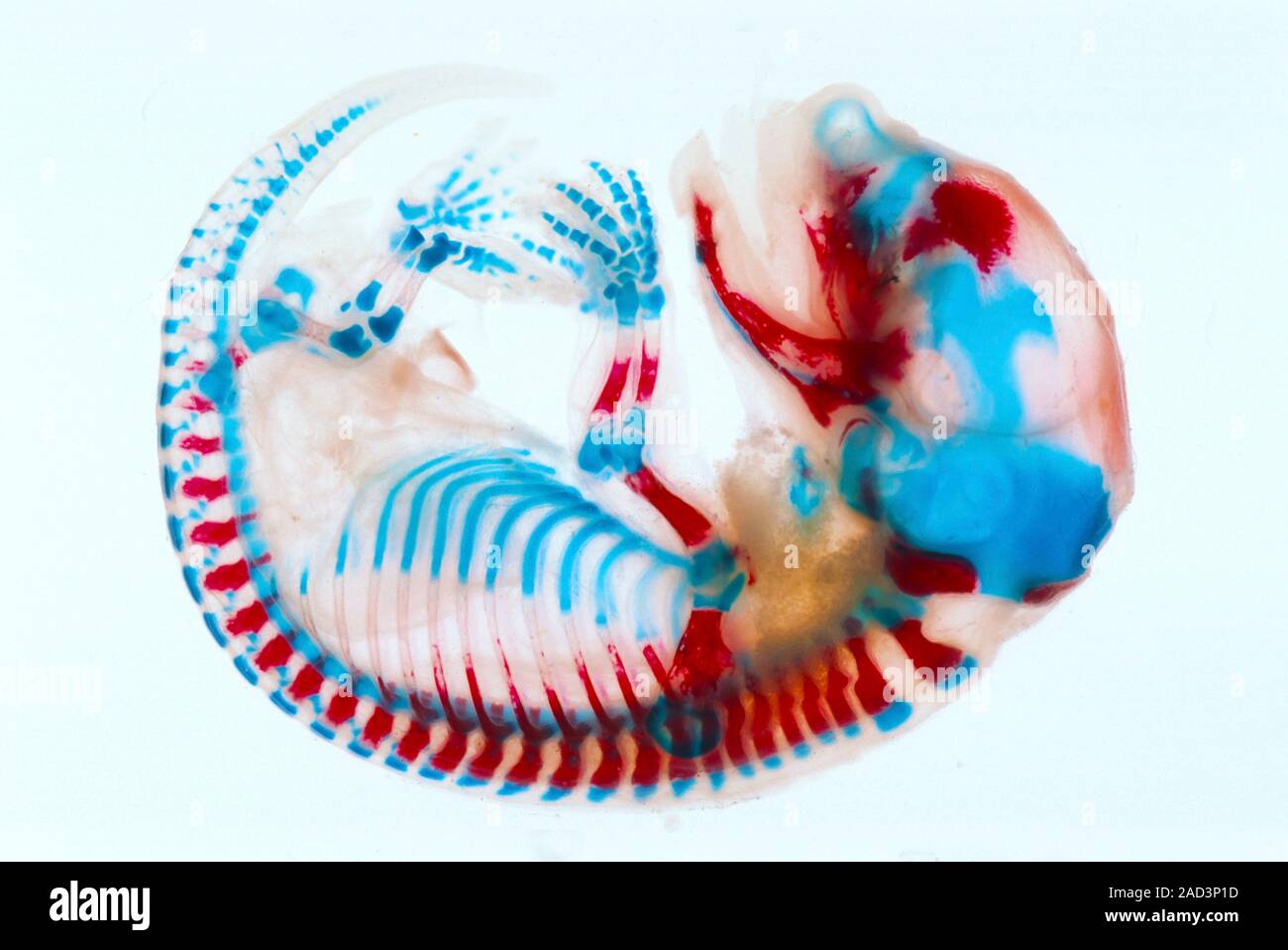 Light microscopy of a fetal rat skeleton. Cartilage is stained blue and ...
