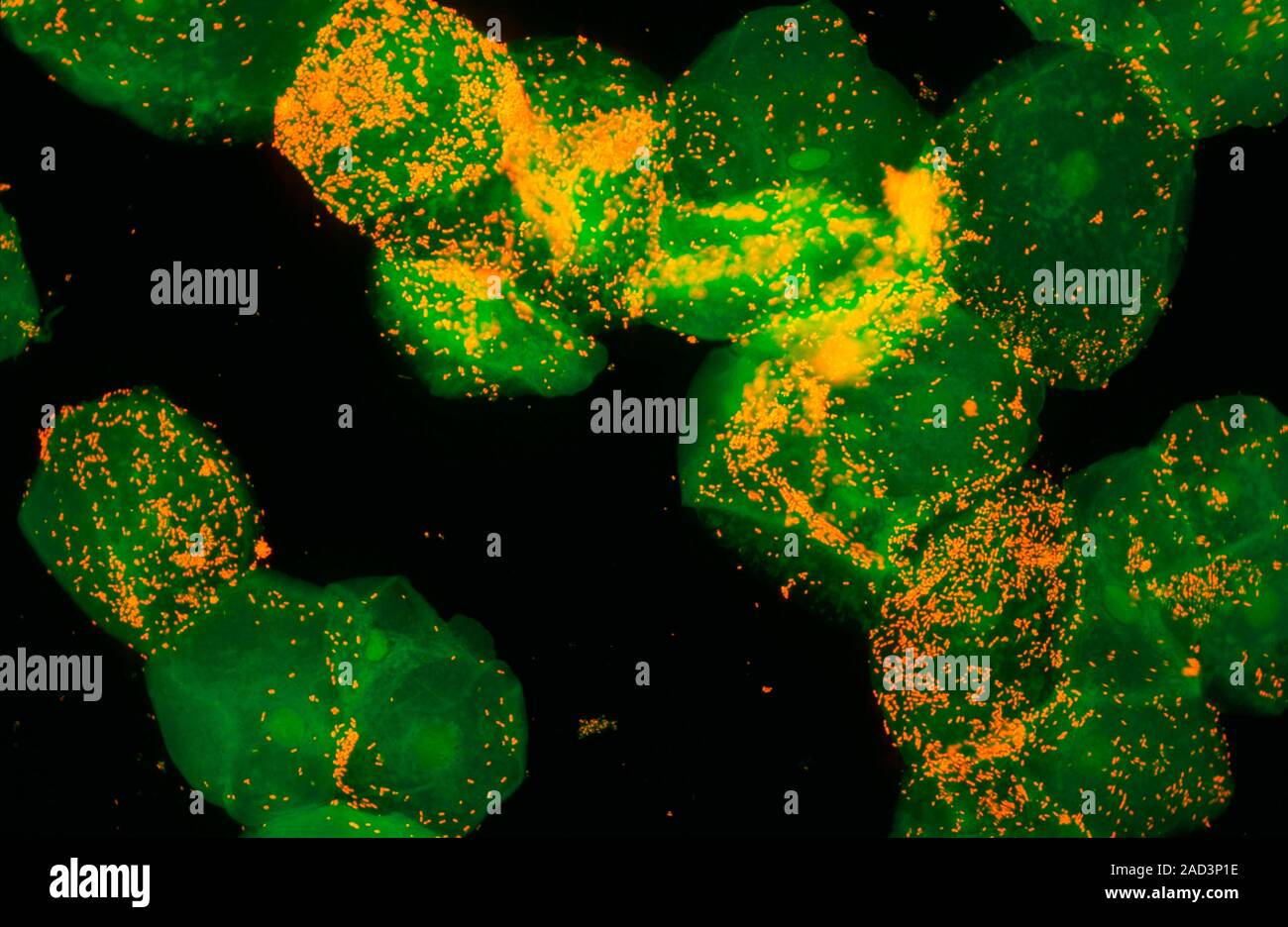Fluorescence light microscopy of human oral cavity epithelial cells ...