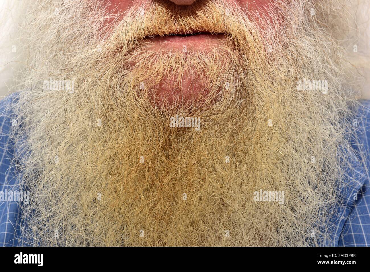 Nicotine staining on beard. Close-up of the nicotine stained beard of a ...