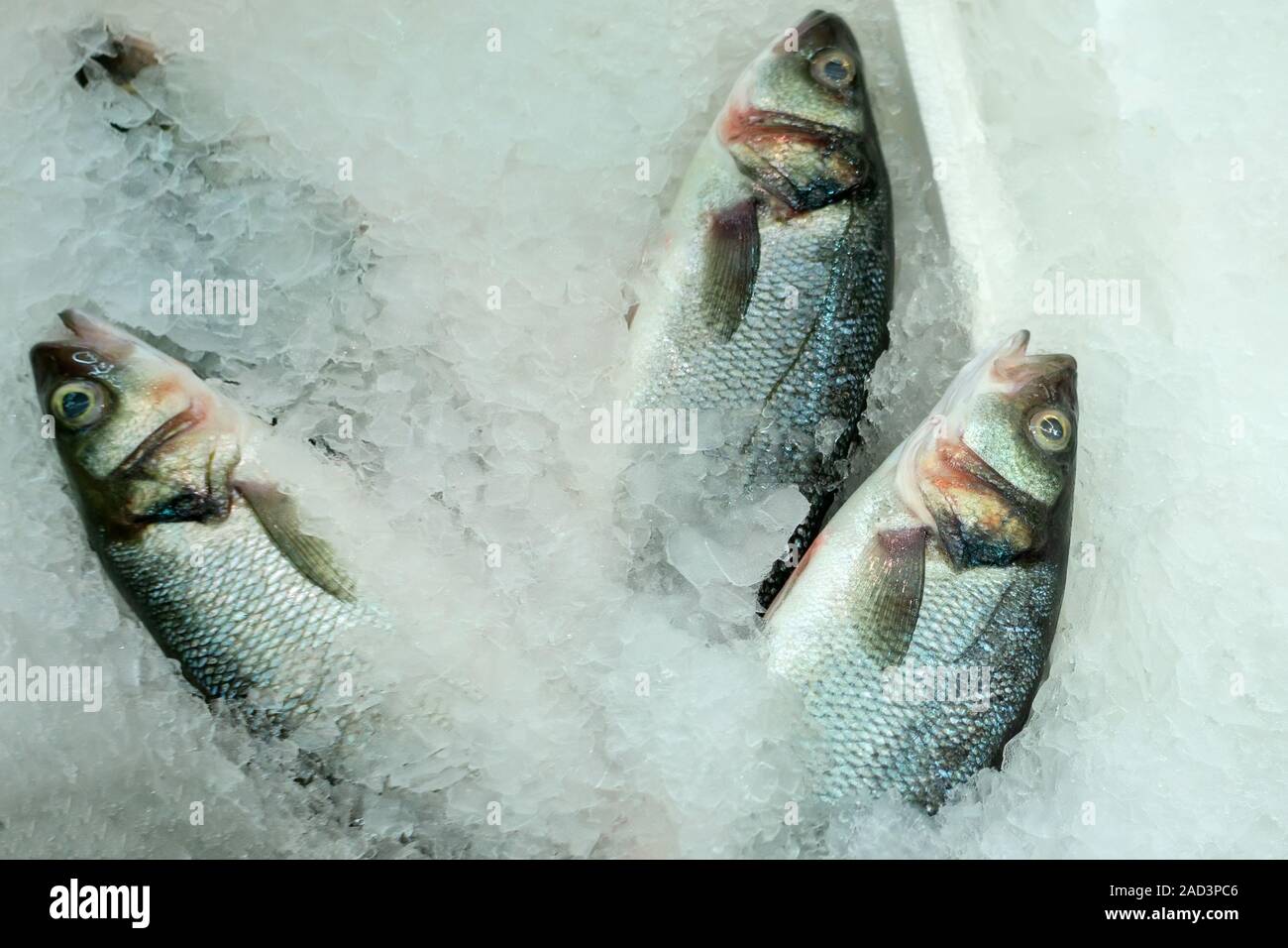 Fresh raw sea bass fish freeze on ice in a tray Stock Photo - Alamy