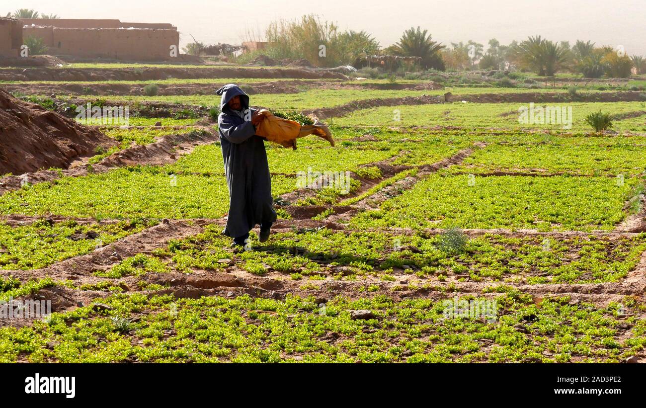 Oasis maintenance. Man with plants that been planted to help maintain ...