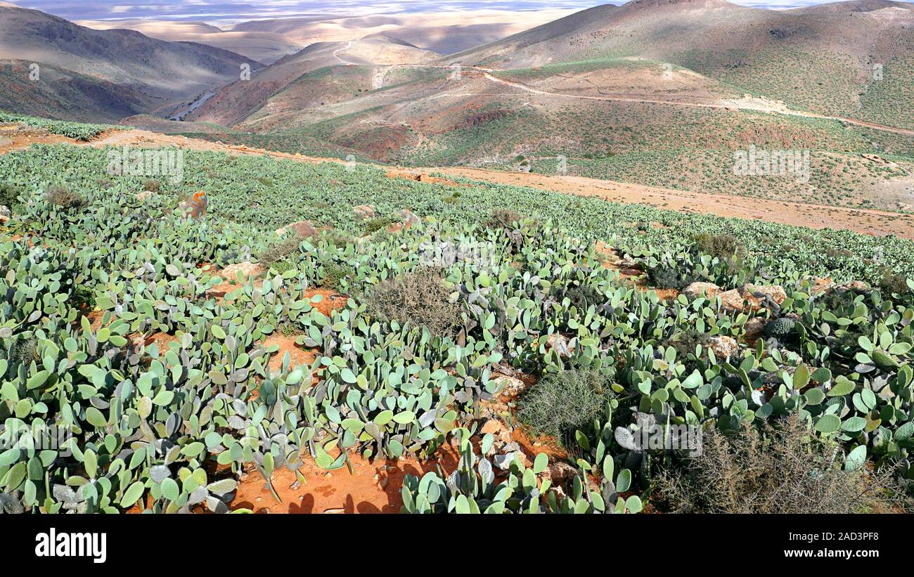 Sahara Desert Fig Trees
