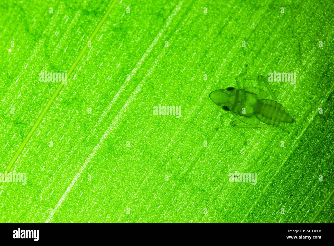 Planthopper nymph. View looking down at the nymph of a planthopper ...