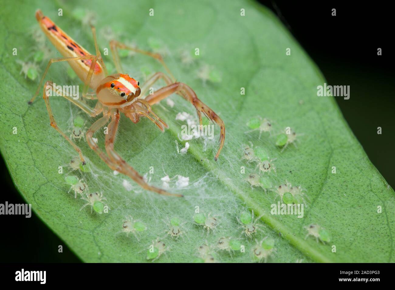 Jumping spider (Viciria sp.) and babies. Female jumping spider with its ...