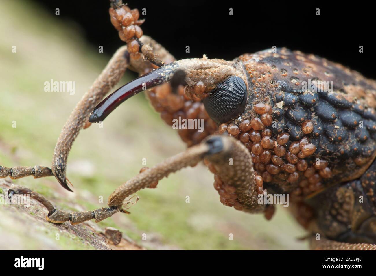 Weevil covered with mites. Close-up of the head of a weevil ...