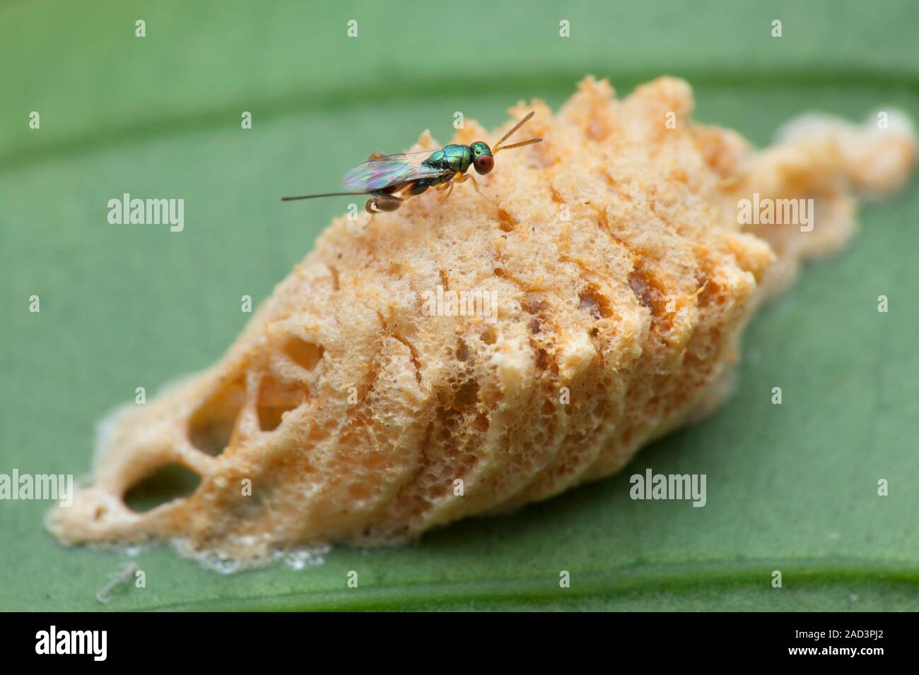 Parasitic wasp on mantis eggs. Podagrion sp. parasitic wasp on an egg ...