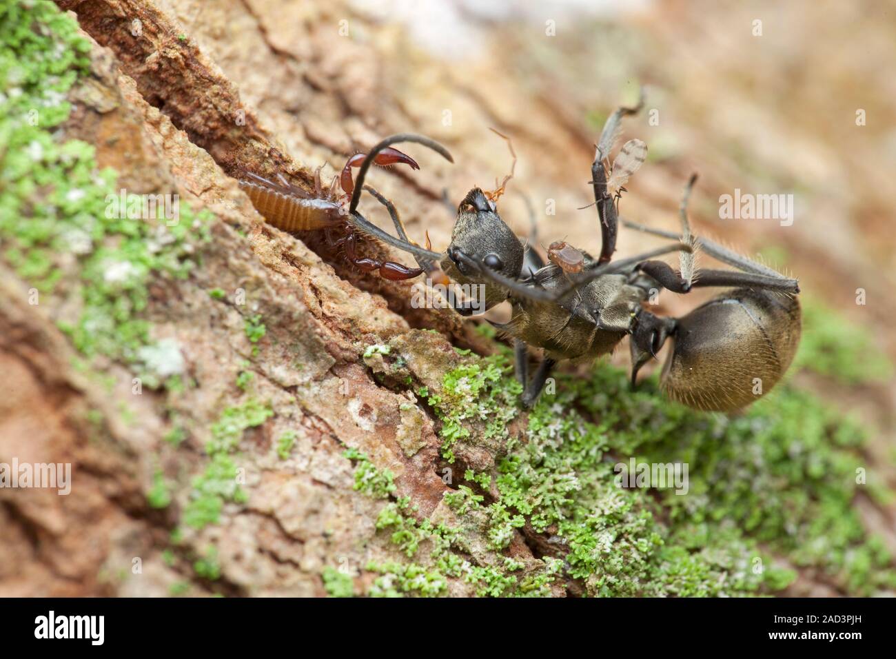 Pseudoscorpion hunting ants. Pesudoscorpion with an ant (right) it has ...