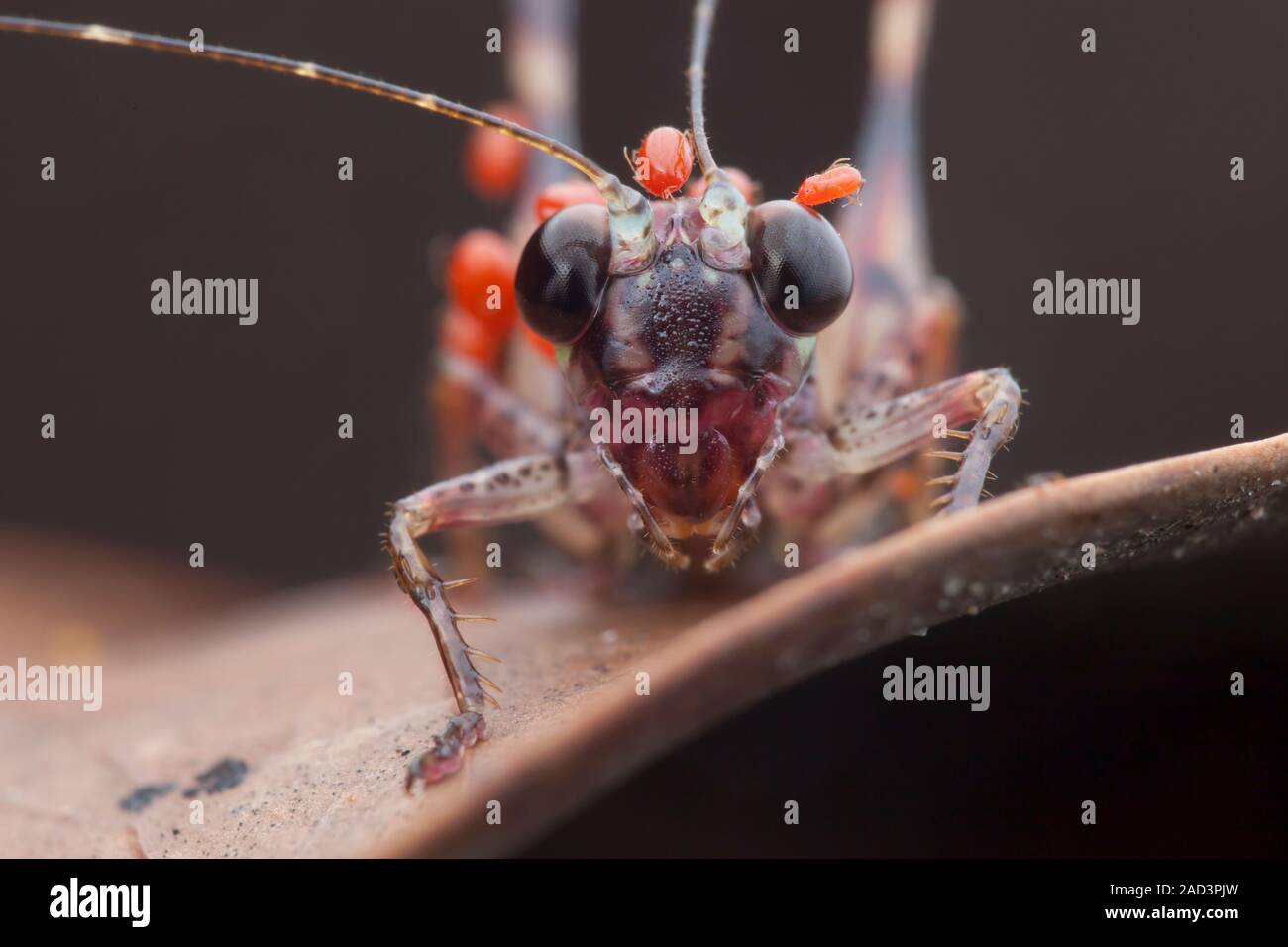 Katydid covered with mites. Close-up of the head of a forest katydid ...