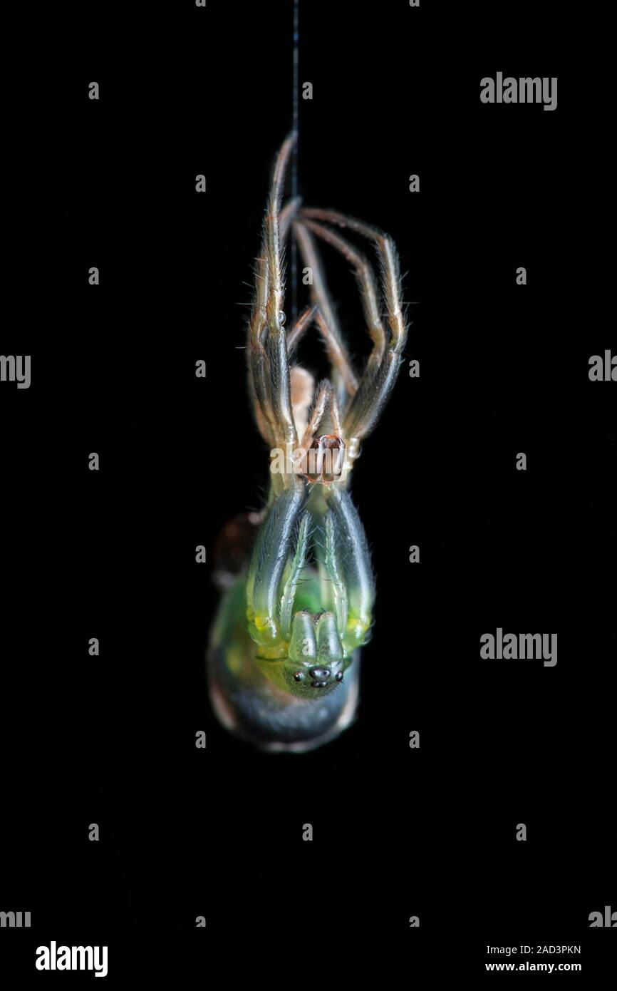 Orb Weaver Spider Singa Perpolita Moulting Orb Weaver Hanging From A Thread Of Silk While