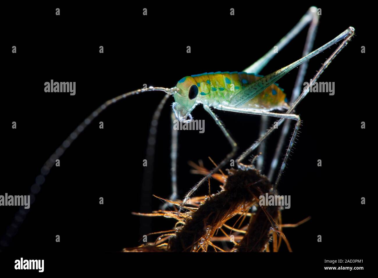 Katydid. Close-up of a katydid (bush cricket, family Tettigoniidae) on ...